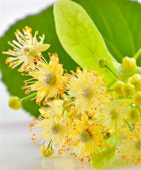 Tintura De Tilo Combate El Insomnio Shirel