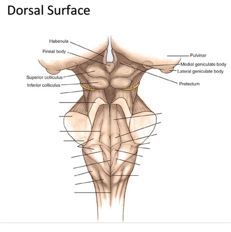 Brainstem Anatomy Dorsal