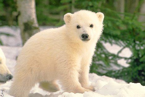 Cubs In A Hut单词卡 Quizlet