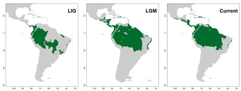 Distributional Binary Maps Of Macconnells Bat Mesophylla Macconnelli