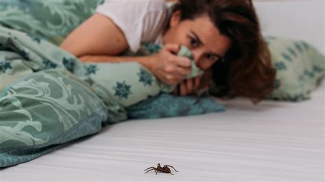 The One Chore You Need To Regularly Do To Keep Spiders Away From Your Home