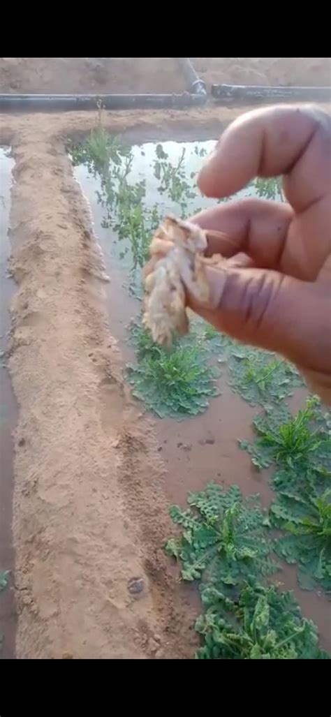 This Strange Insect With Huge Pincers Found In My Farm R Whatisthis