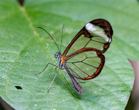 Zsl Butterfly Paradise London Zoo The Glasswing Butterfly On Green
