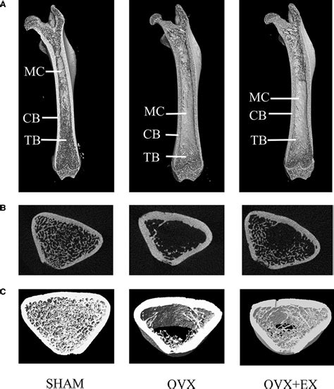 Two Dimensional Structure Of The Longitudinal And Transverse Sections