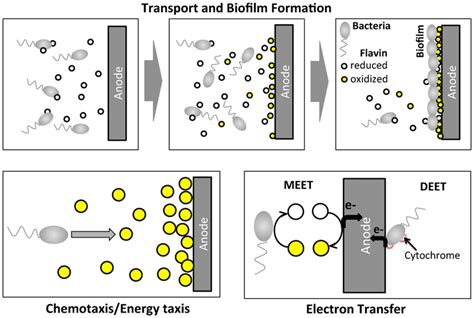 Illustration Of Cell Migration And Electron Transfer Processes Of Download Scientific Diagram
