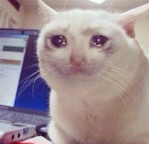 Create Meme Create Meme Memes Fucking Cat Pictures Meme Arsenal Com