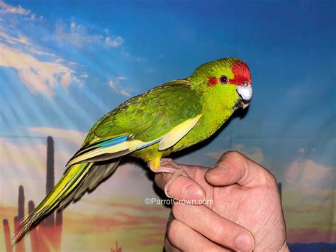 Green Pied Kakariki For Sale