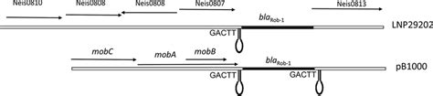 Schematic Representation Of The Genetic Organization Of The Chromosomal