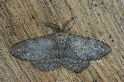 Closeup On A Hypomecis Punctinalis The Pale Oak Beauty Geometer Moth With Spread Wings Stock