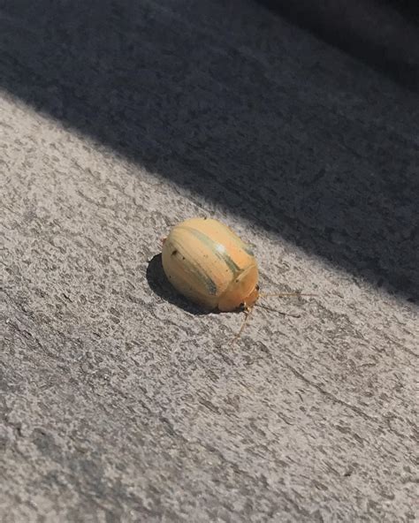 I Found This Bug Thats The Same Shape As A Ladybug Western Australia