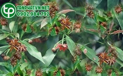 1️⃣ Địa Chỉ Bán Hoa Hồi Khô Tại Nhà Bè Giảm Đau Bụng