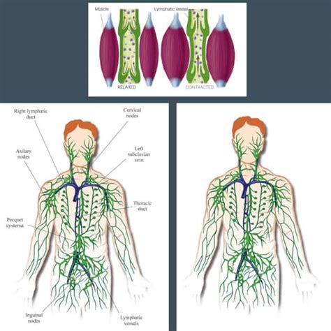 The Lymphatic System And Detoxification