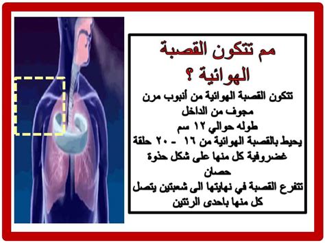 درس القصبة الهوائية Youtube