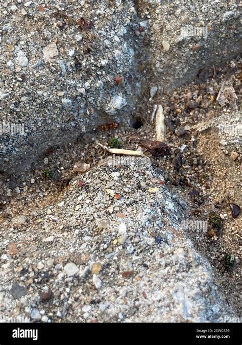 Pilifera Group Big Headed Ants Pheidole Pilifera Insecta Samuels