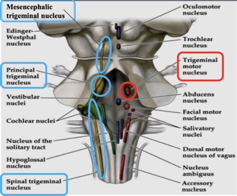 Trigeminal System Flashcards Quizlet