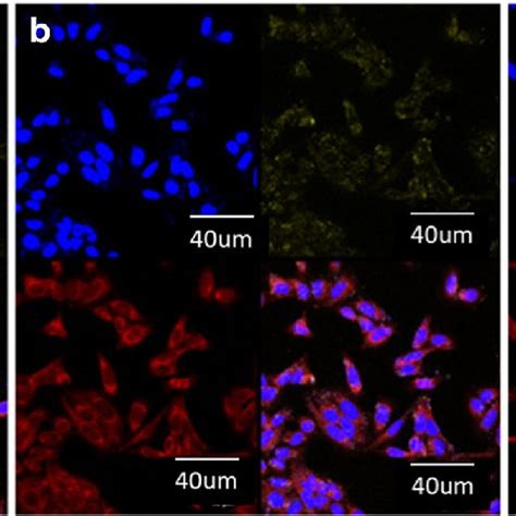 Lscm For The Nanoparticles Mediated Delivery Of Cy3 Sirna Into Hela Download Scientific Diagram