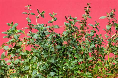 200 Free Thyme And Herbs Images Pixabay