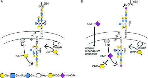 Schematic Diagram Of Proposed Biosynthesis Pathway Of Terminal Kdo On