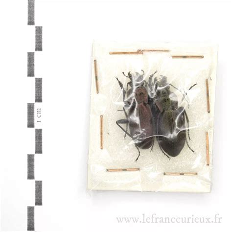 Carabus Macrocephalus Couple Réflfch00822