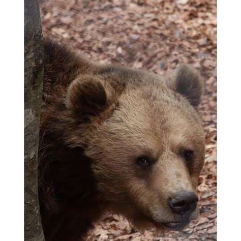 Паркът за мечки край Белица отваря врати за посетители в началото на юли