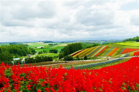 Shikisainookaflowerseasonbieihokkaidojapan Kyuhoshi