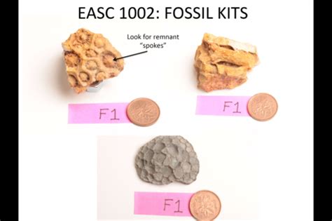 Earth Science Fossils Flashcards Quizlet
