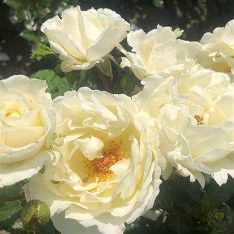 Саженец Роза Ментор Розе Rosa Mentor Rose купить в Москве по низкой