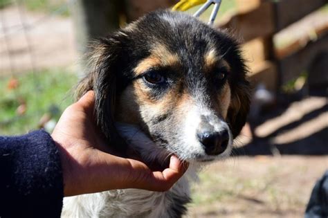 Understanding Rabies Early Detection Treatment And Transmission To Humans Elm Project