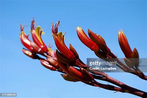 397 Harakeke Stock Photos, High-Res Pictures, and Images - Getty Images