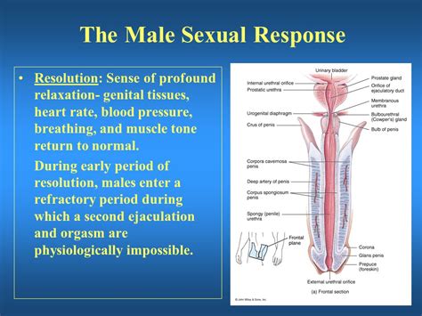 Anatomy Of The Male Reproductive System Ppt Video Online Download