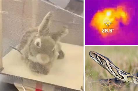 Florida Deploys Furry Robot Rabbits To Fight Invasive Burmese Python Overpopulation