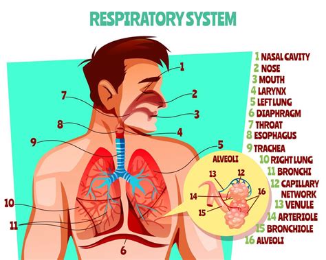 Cycle Diagram To Show The Process Of Breathing Mechanism Bre