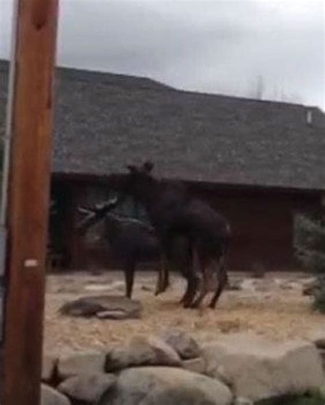 Video Moose Tries To Have Sex With Moose Statue Daily Star