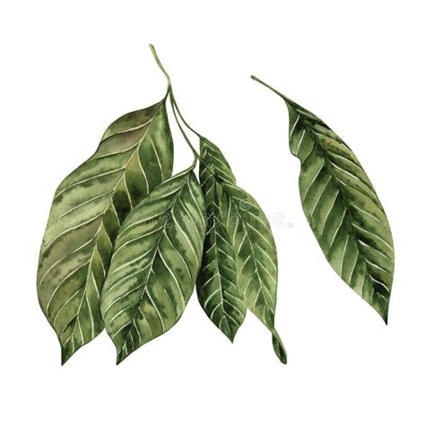 Cocoa Tree Leaf Isolated On White Background Hand Drawn Watercolor Cocoa Tree Leaf Isolated On White Background Hand Drawn Watercolor