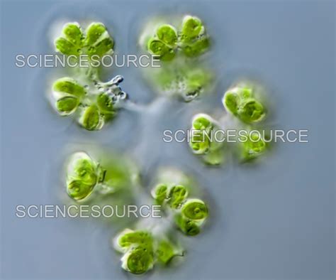Botryococcus Sp Algae Light Microgra Stock Image Science Source Images