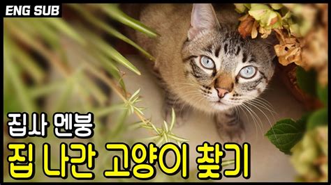 만약 고양이를 잃어버렸다면 집나간 고양이 찾는방법 Youtube