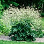Купить Катран сердцелистный - Катран - GardenPlants