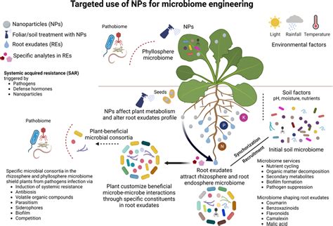 Nanoparticle Based Microbiome Engineering To Construct Beneficial