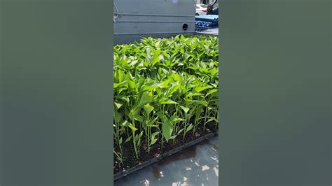 고추모종 두번째 출하 240407일목손범규농합육묘장 농우바이오 초특급 50구 파종67일모종 고령n합천야로 하우스비가림재배 상담01072582666 가조농약