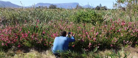 Restoration Monitoring · Inaturalist