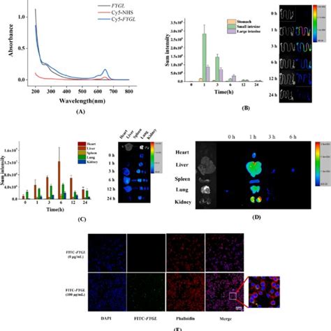 A Uvvis Absorption Spectrum Of Fygl Cy5 Fygl Cy5 Nhs B Ex Vivo
