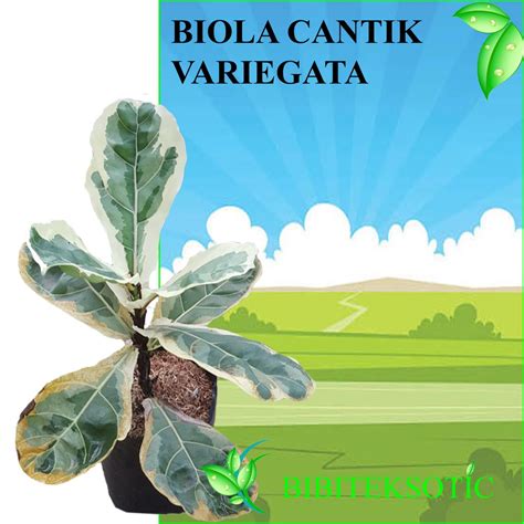 Jual Tanaman Biola Cantik Variegata Shopee Indonesia