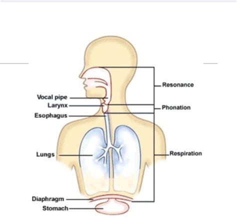 CSD Exam Flashcards Quizlet