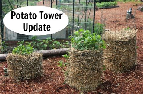Potato Growing Potatoes In Towers Potato Towers 5 Steps
