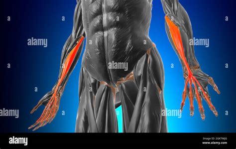 Flexor Digitorum Superficialis Muscle Anatomy For Medical Concept 3d