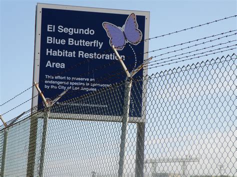 Recovery Plan El Segundo Blue Butterfly