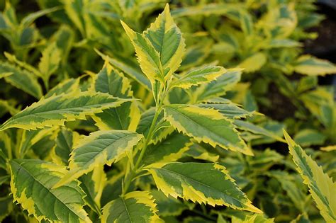 Duranta Erecta ‘gold Edge