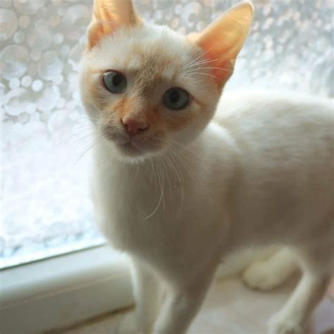 Pixie Stichting Pandora