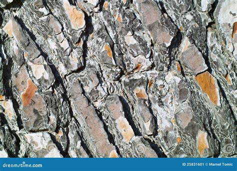 Pine Tree Skin Texture Stock Image Image