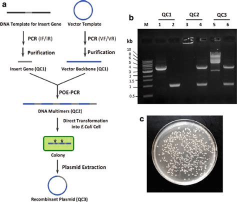 A Overview Of Simple Cloning And Dna Assembly By Poe Pcr B Download Scientific Diagram